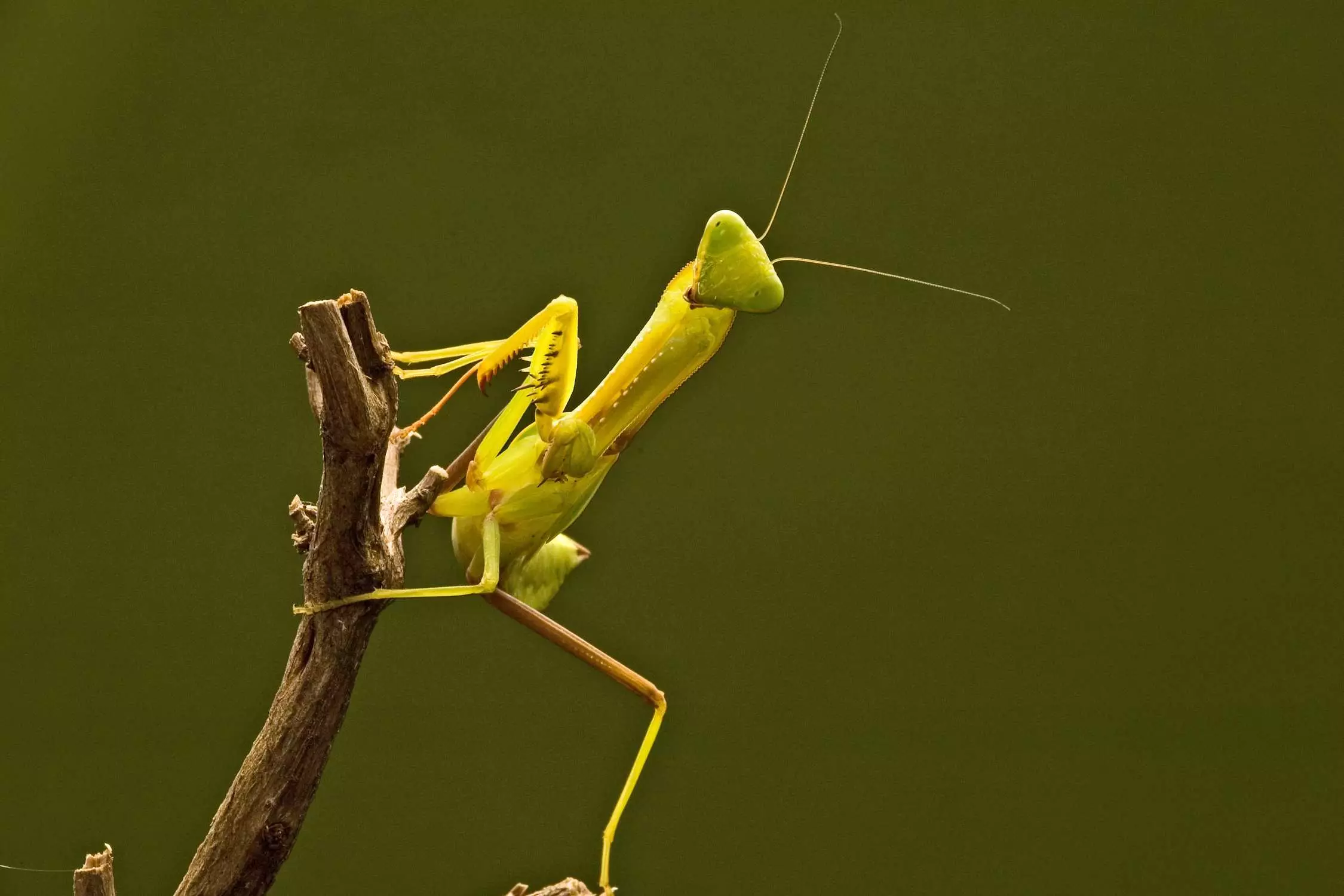 Mantis på en gren