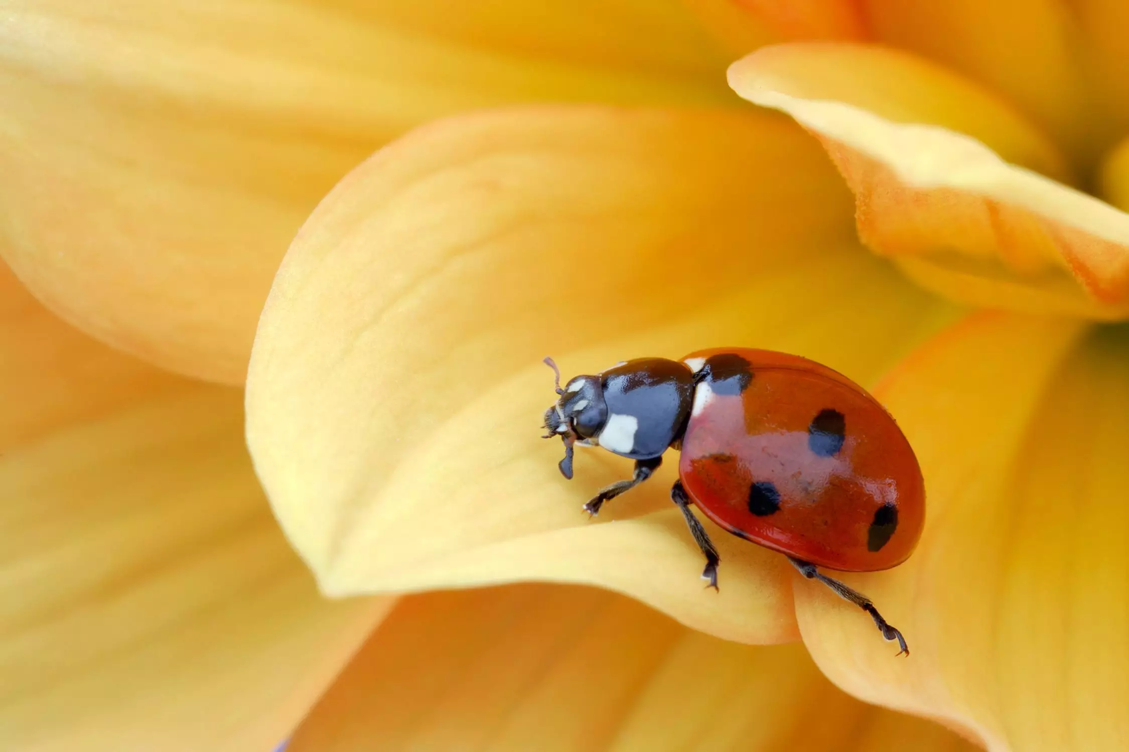 Ladybug ar bhláth buí.