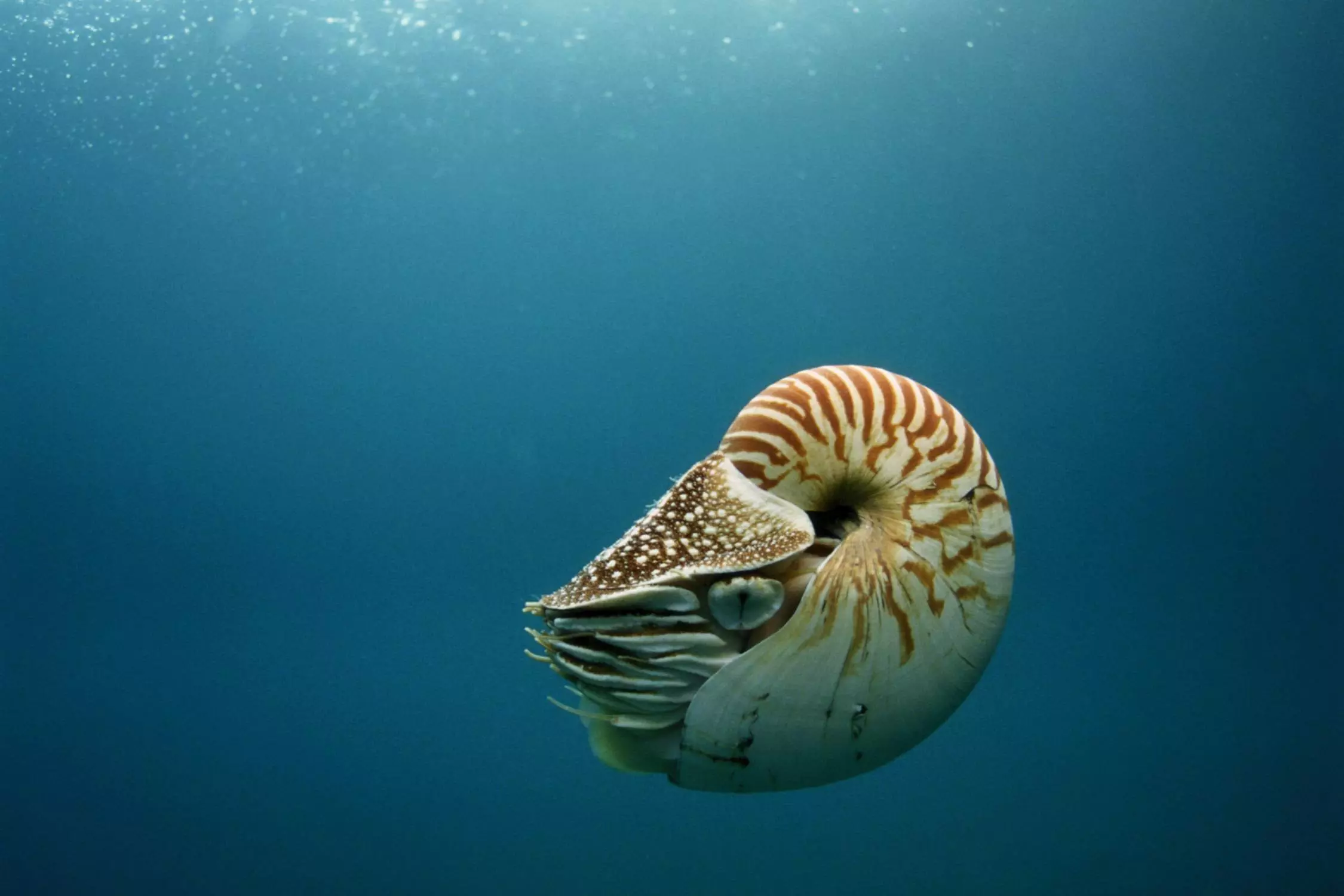 Chambered Nautilus dalam air berjerebu.