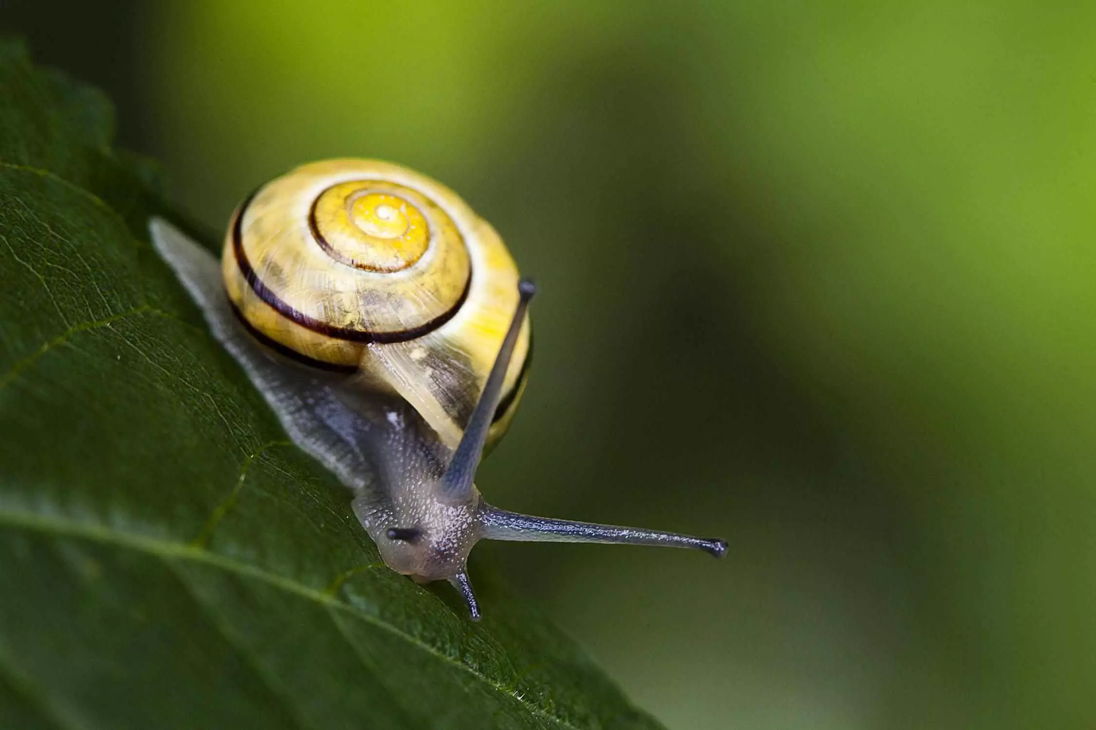 Grove Snail sa usa ka dahon.