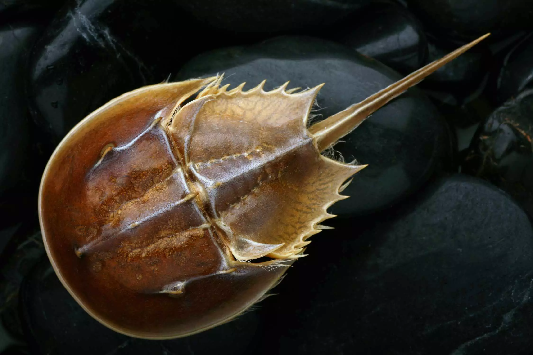 Horseshoe Crab sa kama ng mga bato.