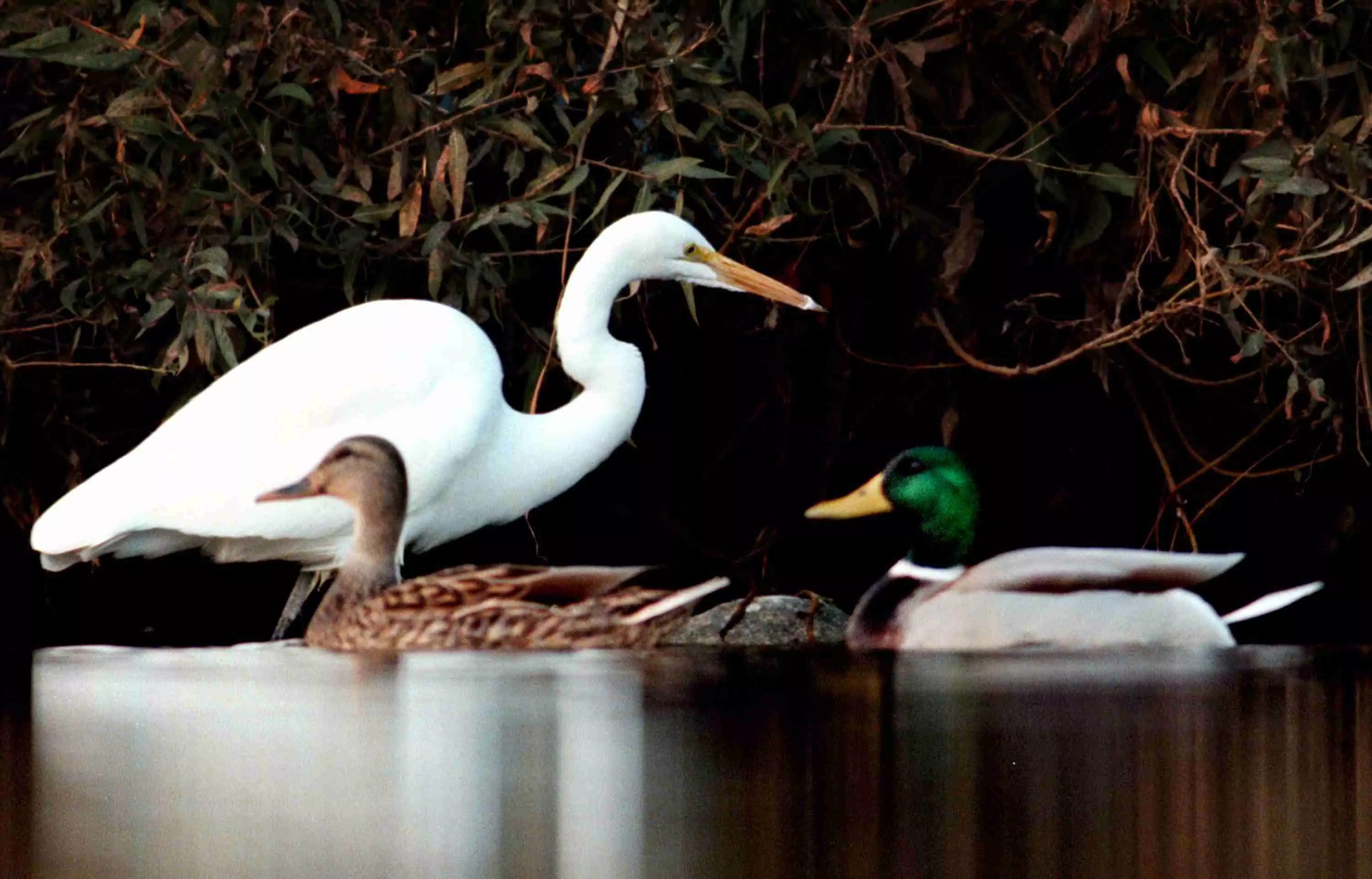 Mallard ducks with Great Heron, Los Angeles River