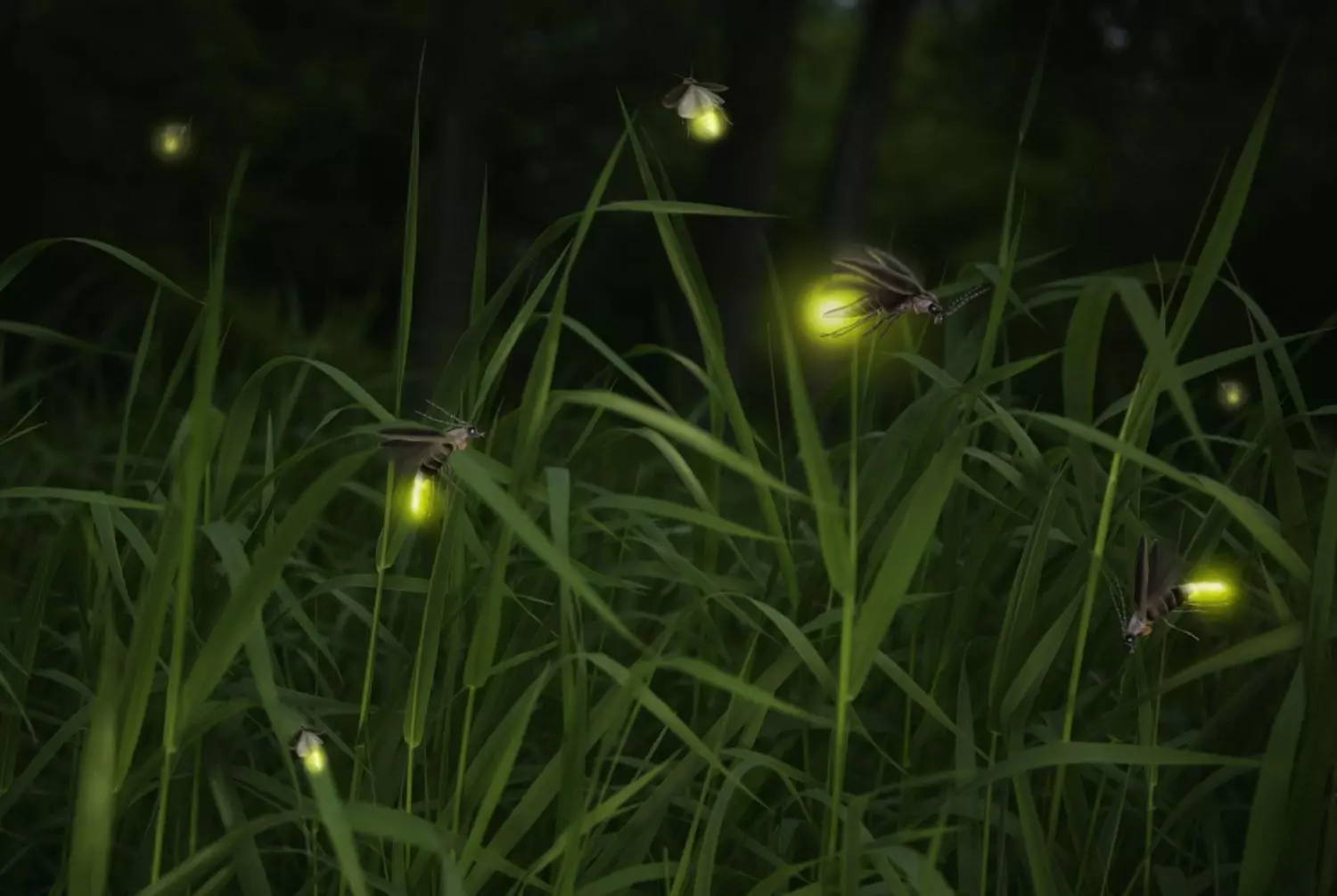 Waarom is de Firefly (Hotaru) belangrijk in Japan?
