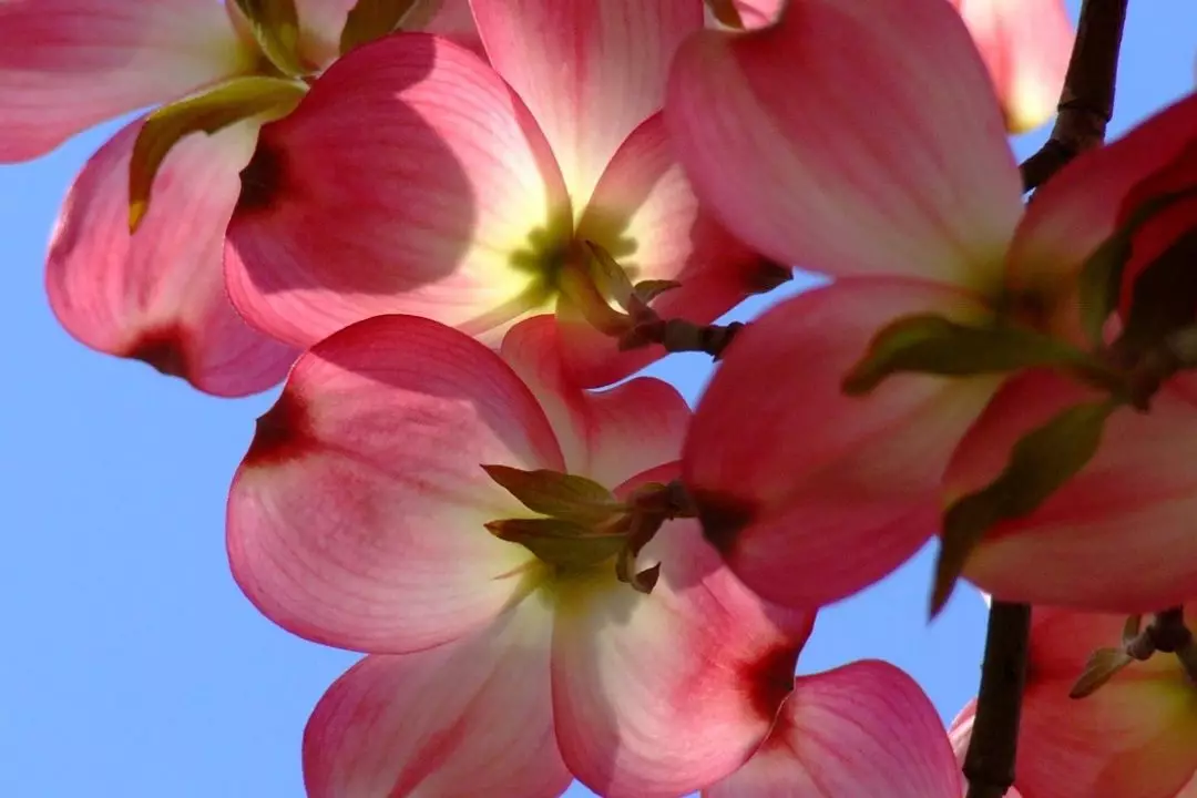 山茱萸開花