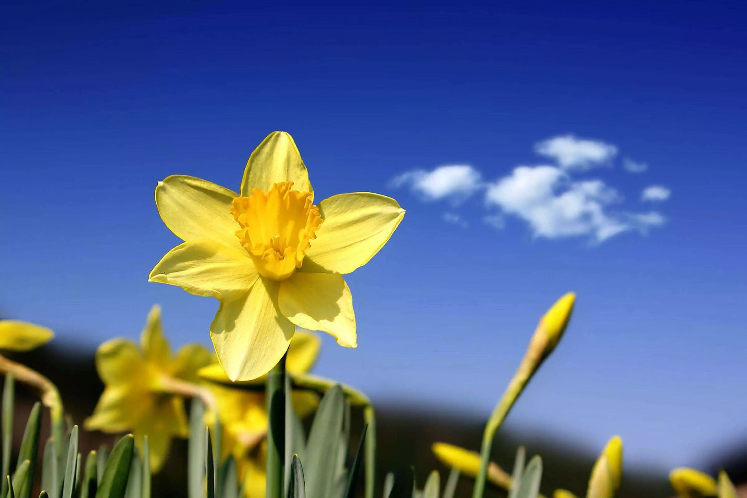 Daffodils isfar