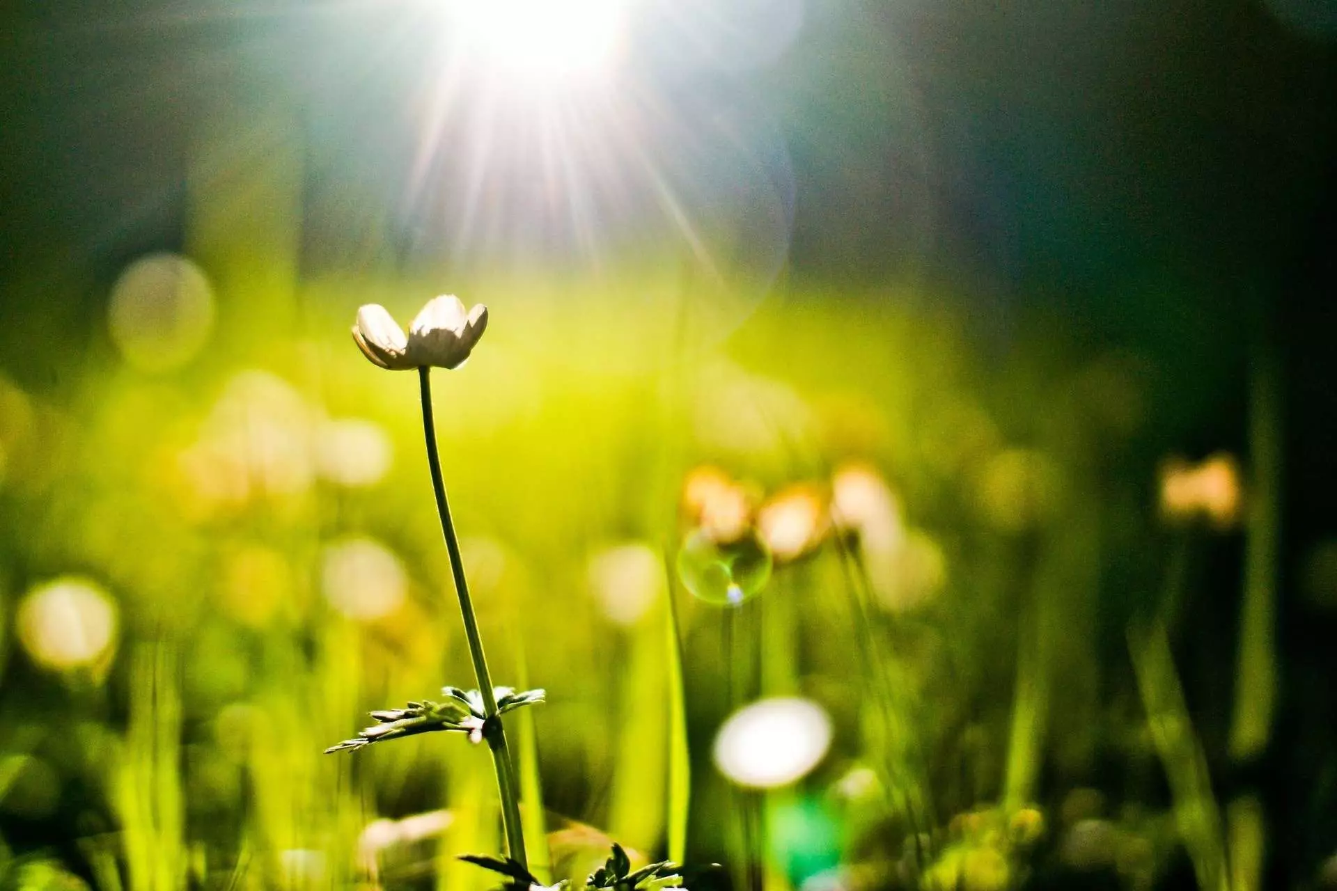 Forårsblomster med solskin