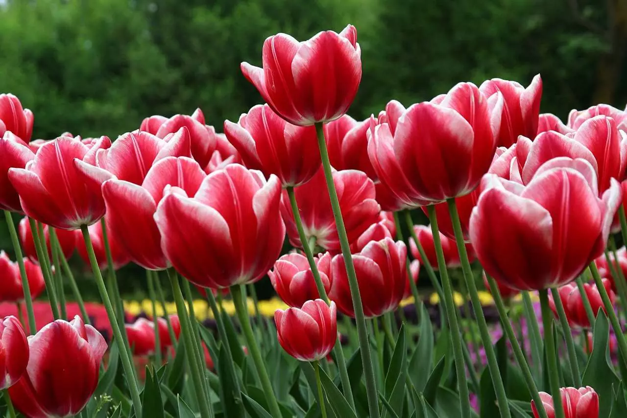 Tulipa gorriak