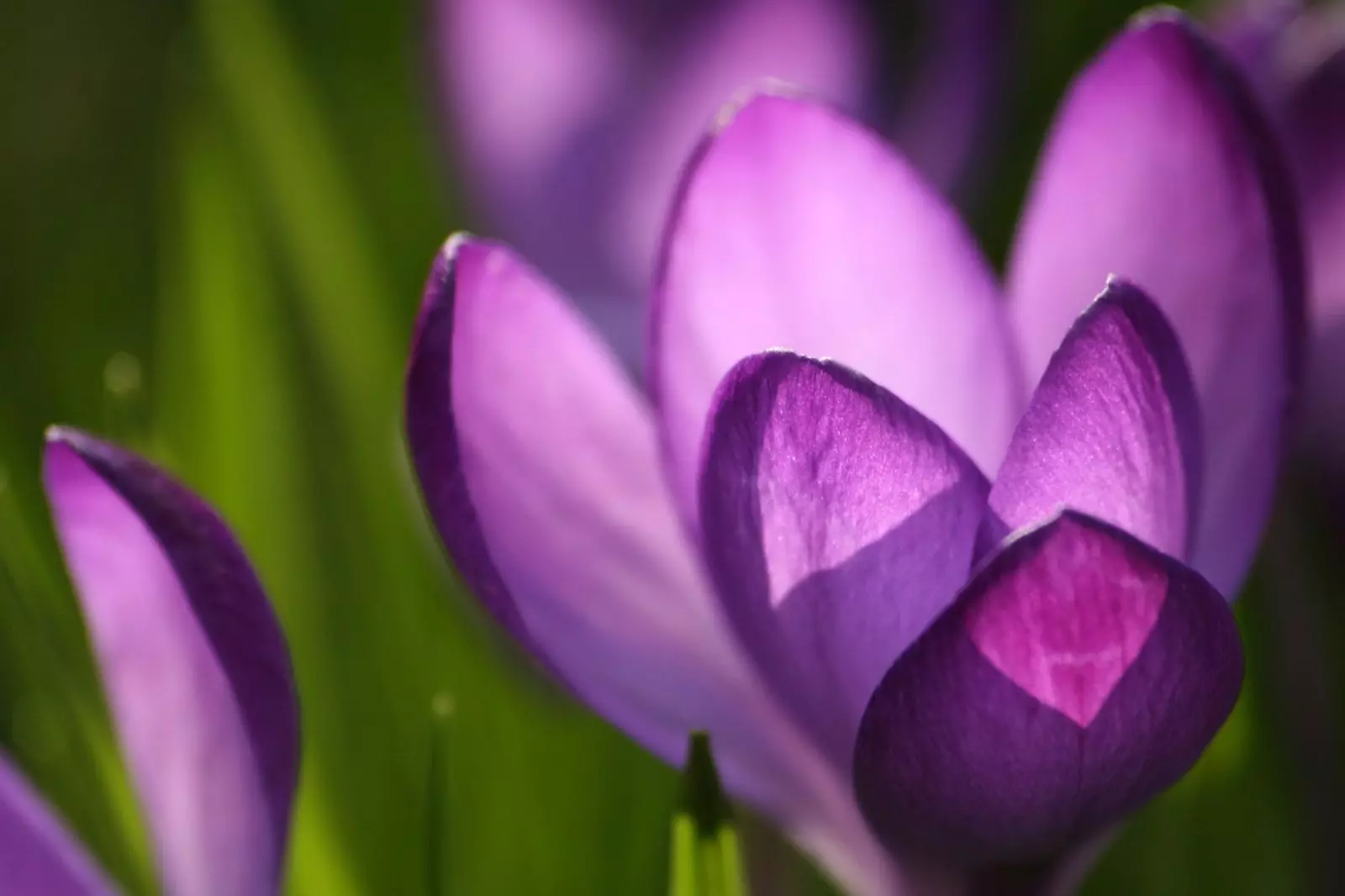 Crocus Purple