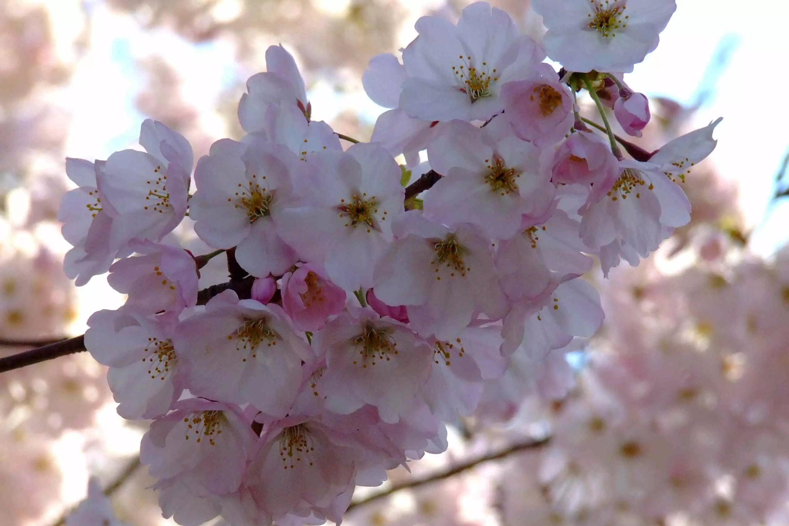 Pink og hvide blomster