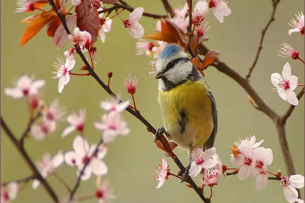 Gul og blå fugl på en gren med lyserøde blomster og røde blade