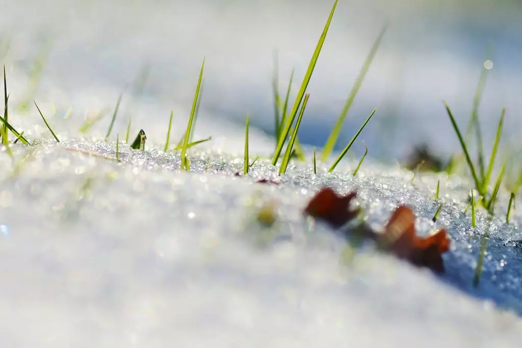 草戳穿過積雪的表面