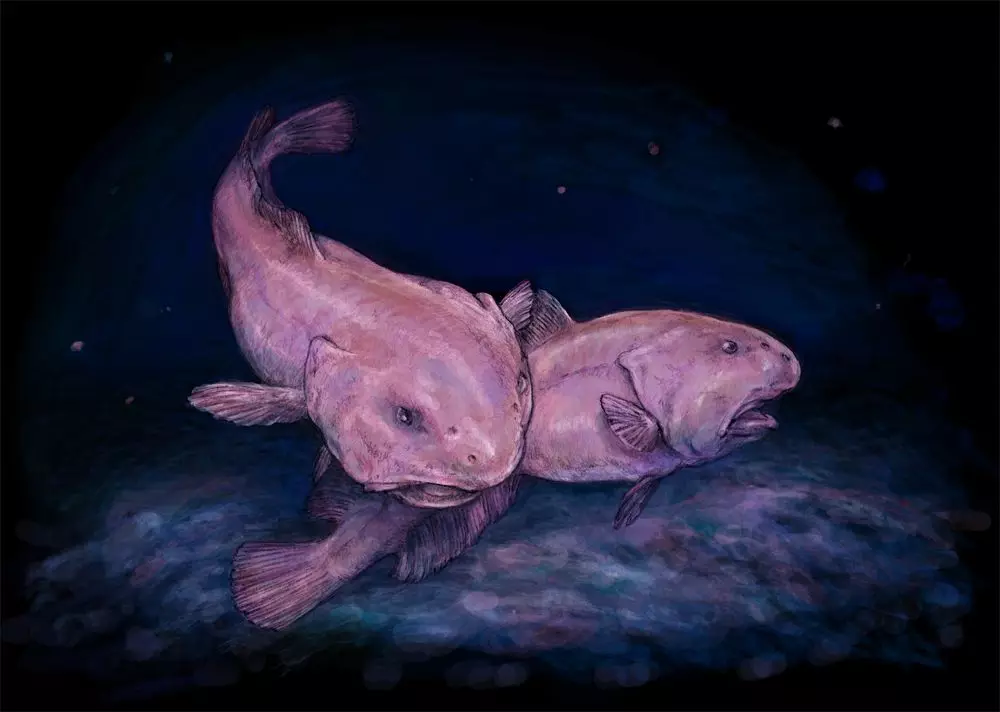 Blobfish በተገቢው የባህር ጥልቀት.