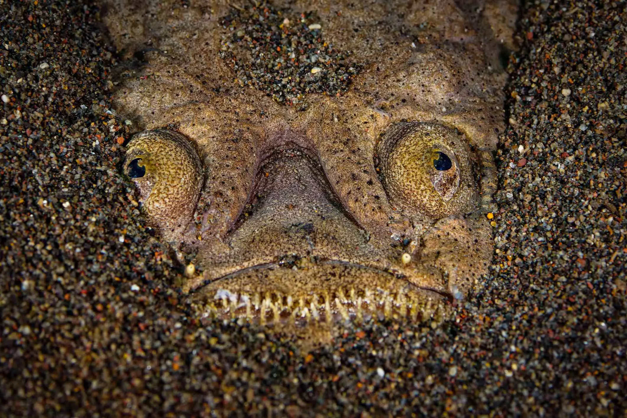 مارالبېشى Stargazer (Uranoscopus bicinctus)