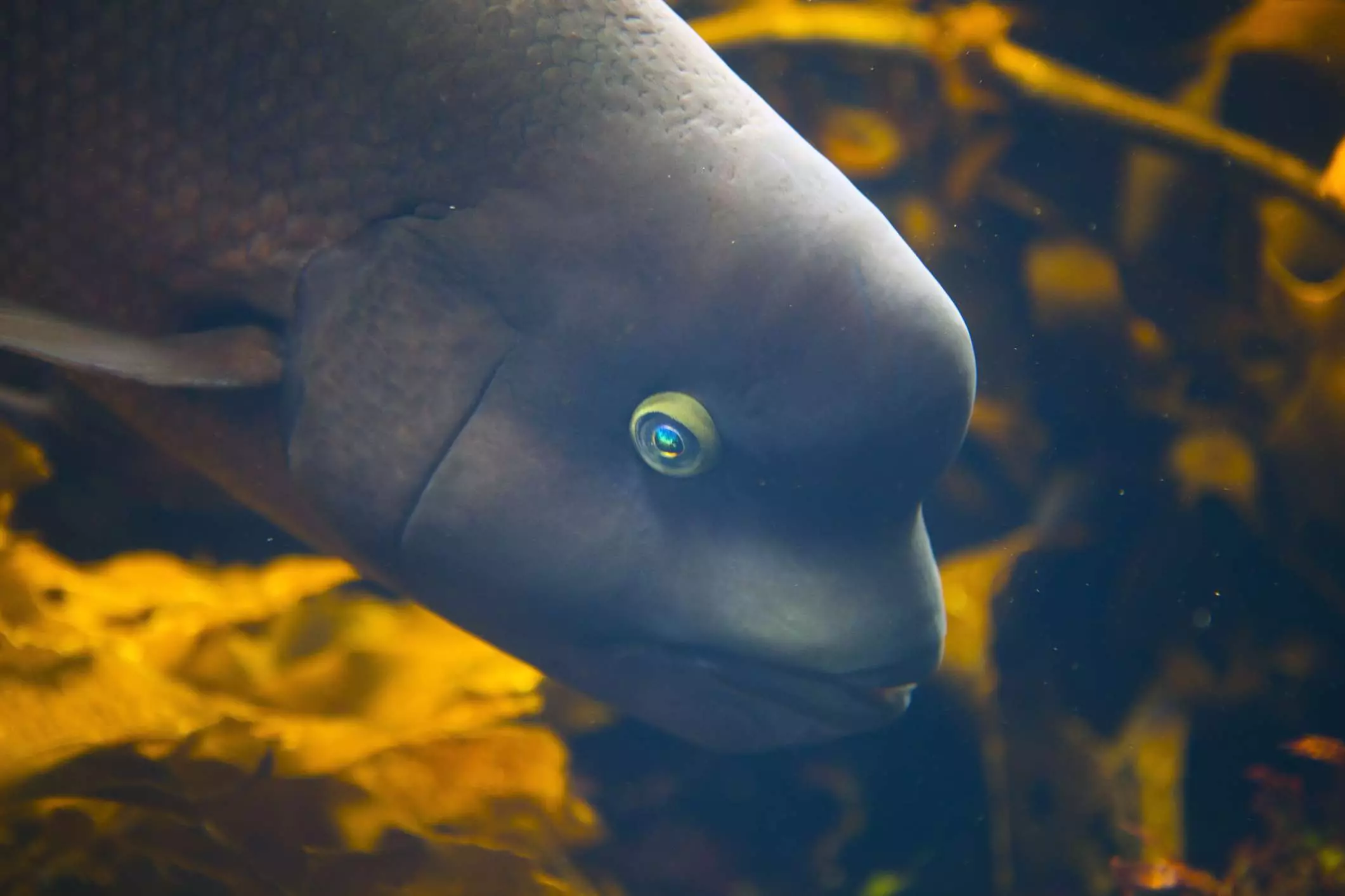 Asian sheepshead wrasse