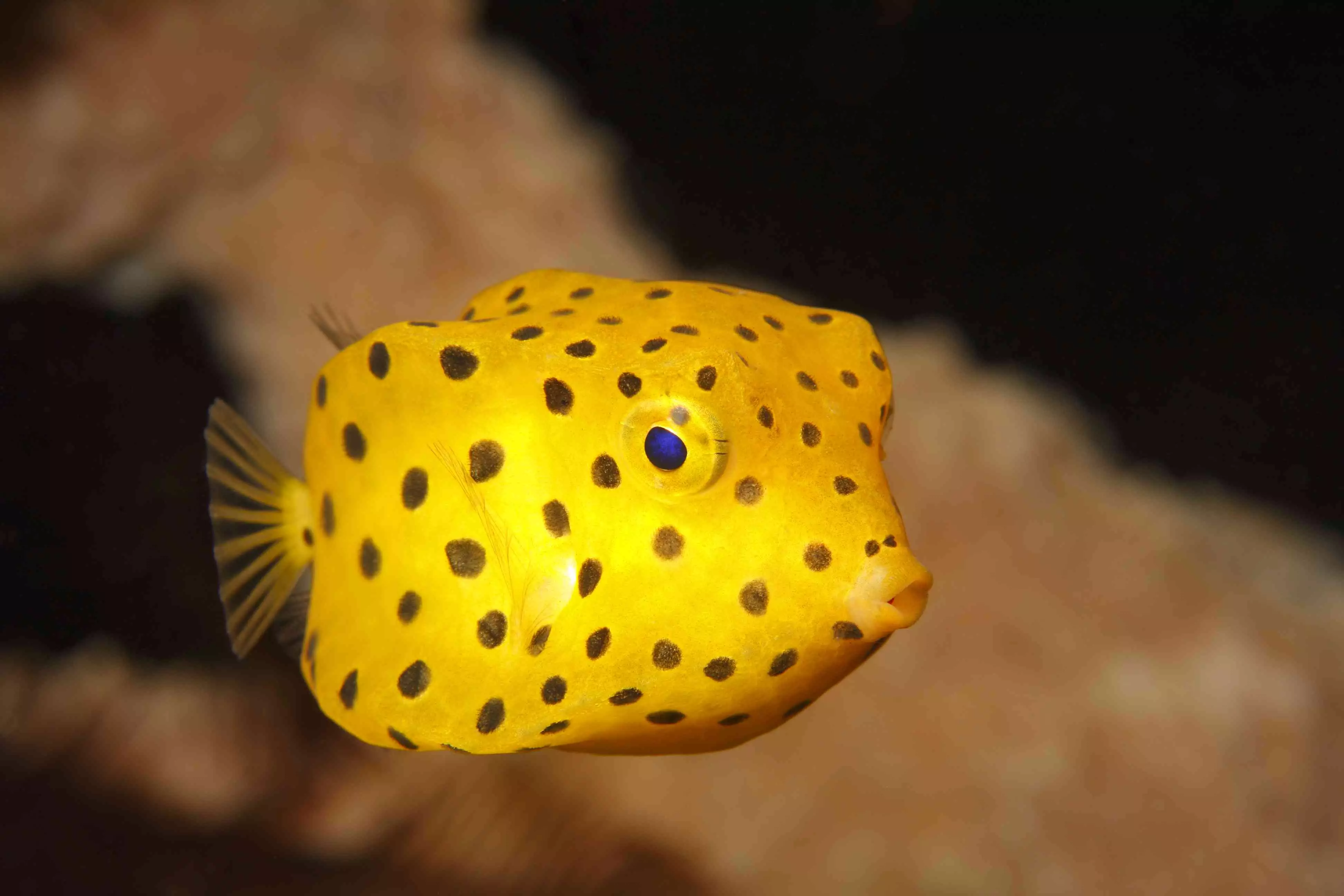 Dilaw na boxfish juvenile