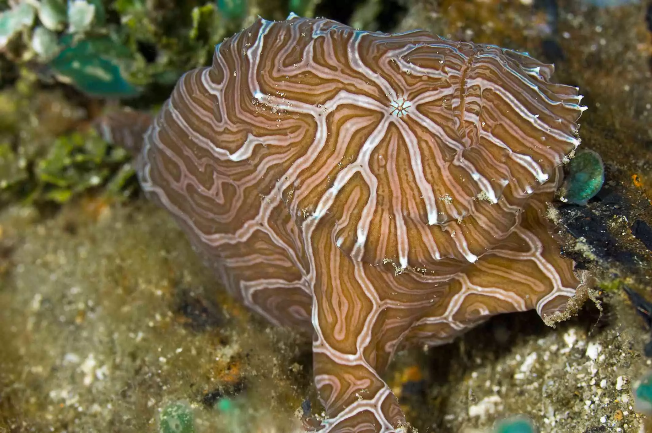 Frogfish Sícideileach