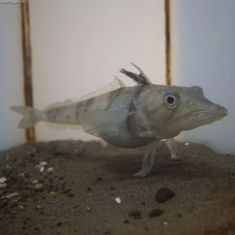 Ocellated Icefish