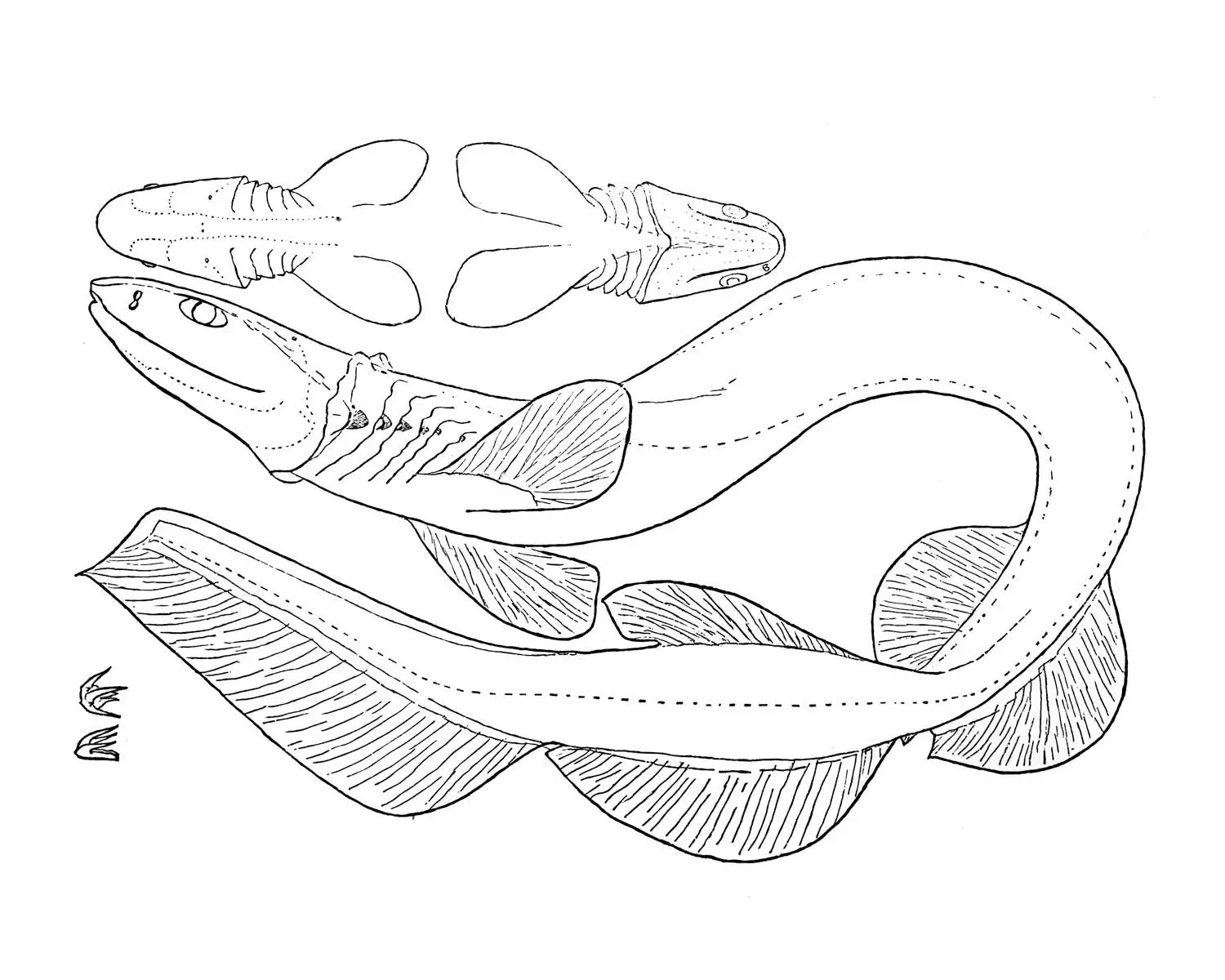 فریلڈ شارک کی مثال (Chlamydoselachus anguineus)۔
