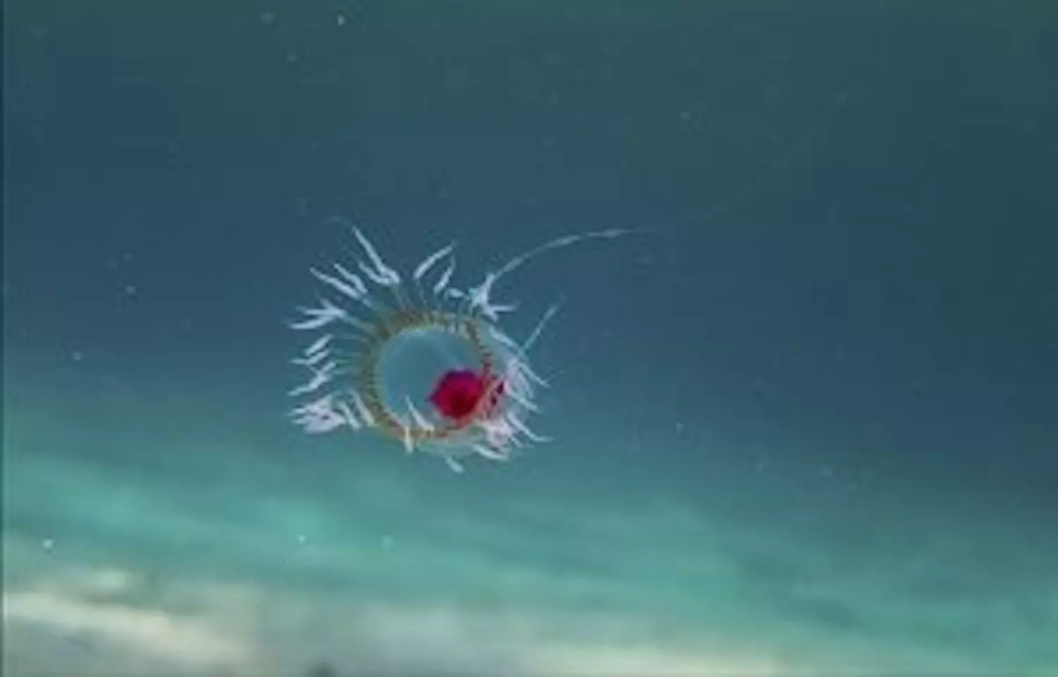 Turritopsis dohrnii |