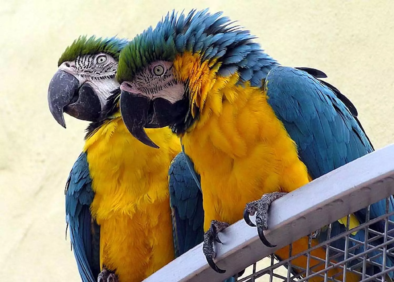 Macaw mavi tutuquşu