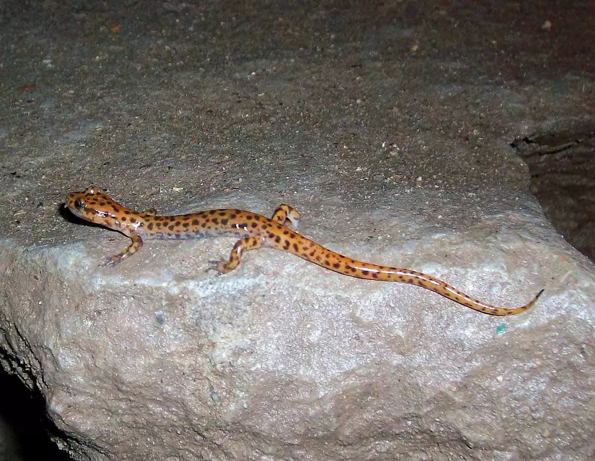 Koobas Salamander