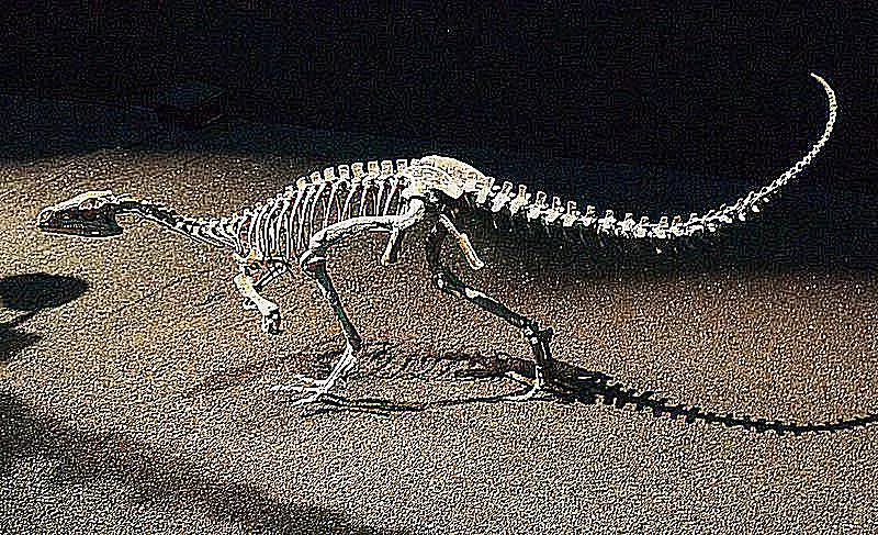 i-eoraptor