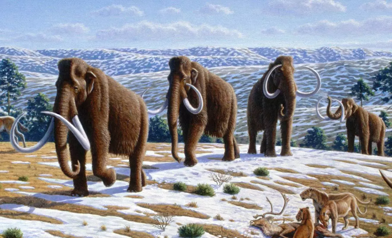 mammoth wulu