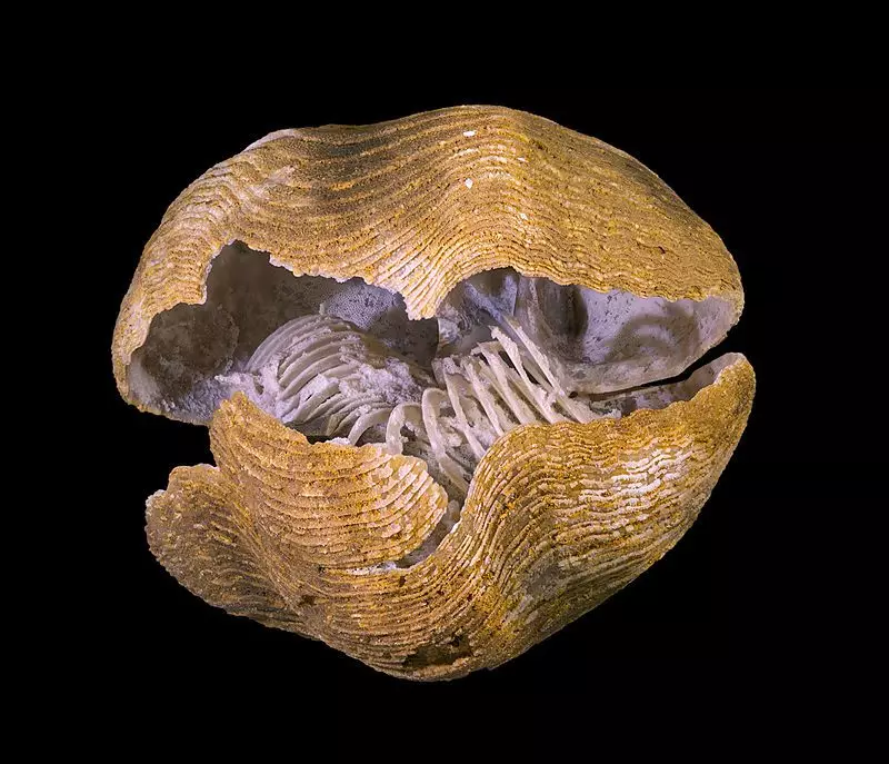 brachiopod