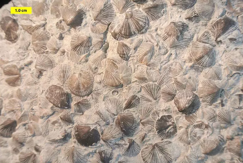 mga brachiopod