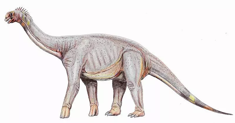 pleurocoelus