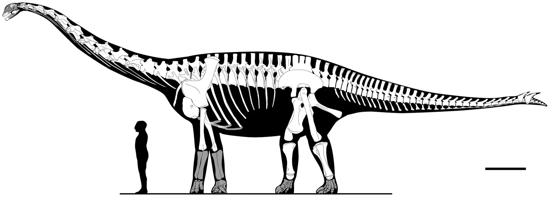 spinophorosaurus