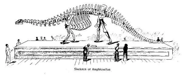 amphicoelias