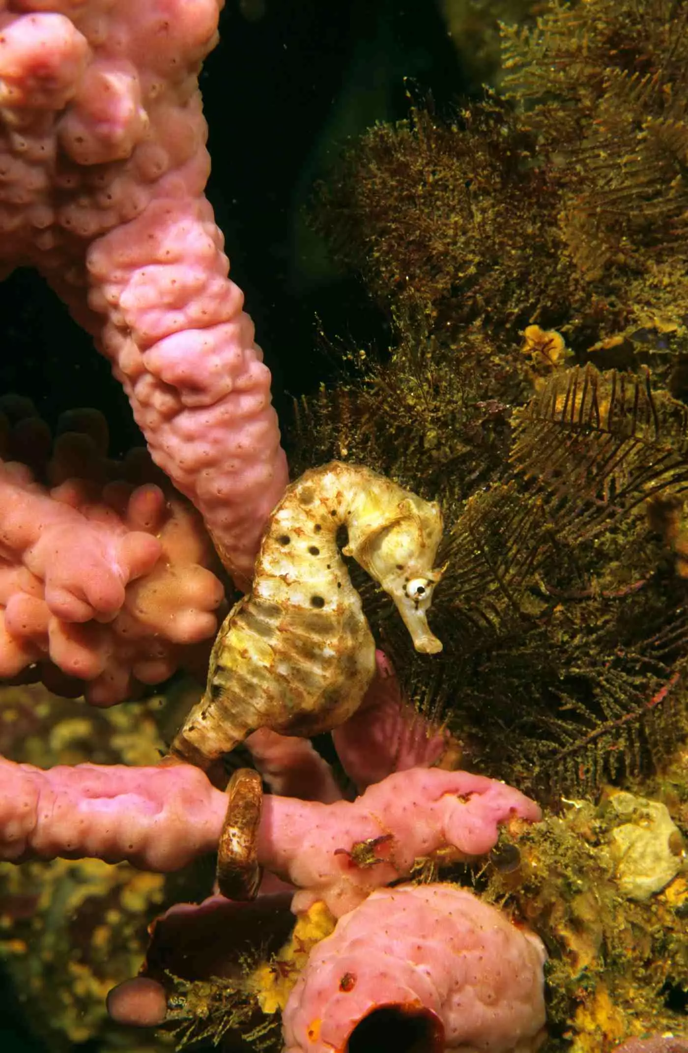 Big-Bellied Seahorse / Auscape / UIG / Getty ပုံများ