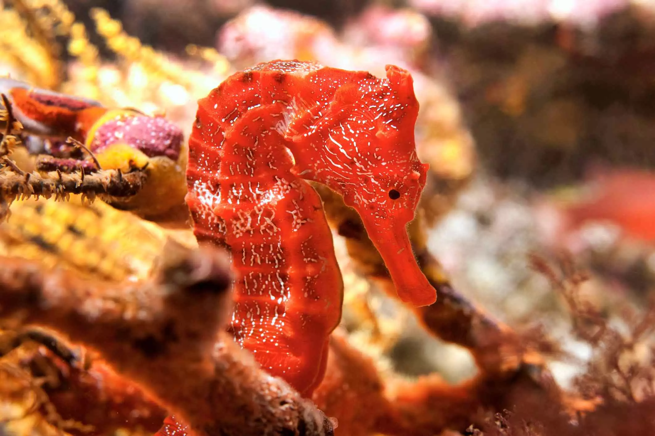 Pacific Seahorse / James R.D. Scott / ຮູບພາບ Getty