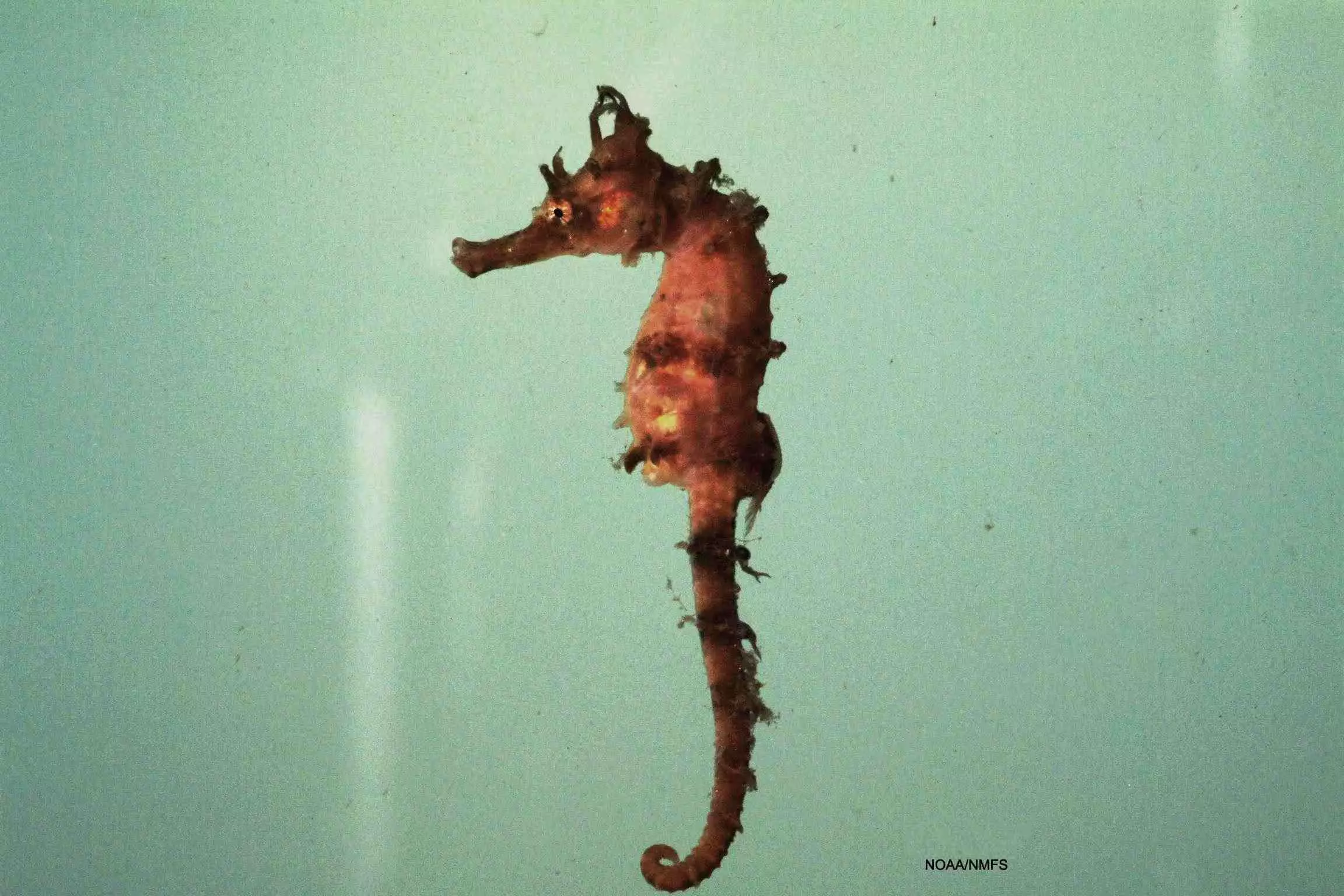 Lined Seahorse / SEFSC Pascagoula Laboratory; Zbierka Brandi Noble, NOAA/NMFS/SEFSC