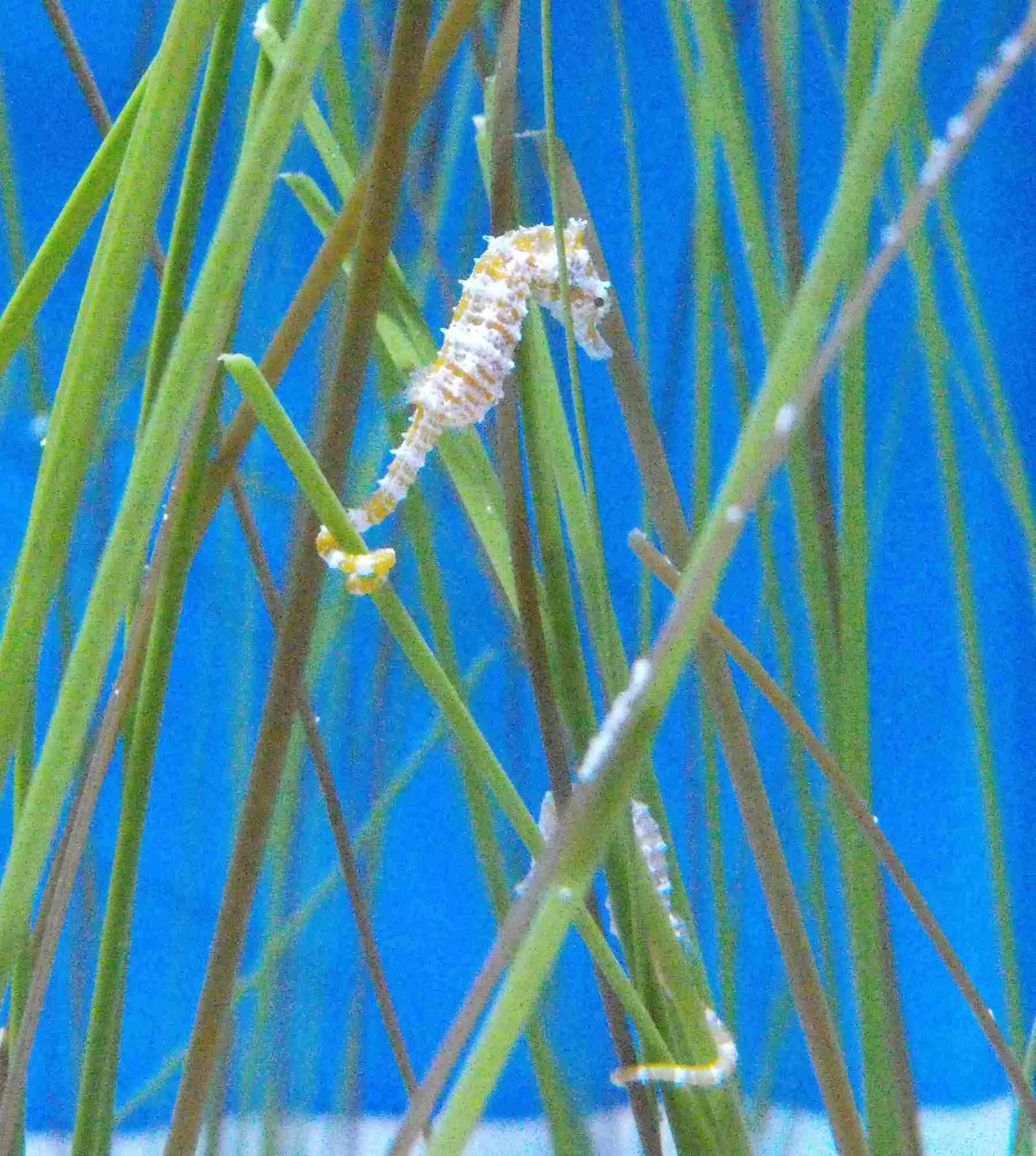 Dwarf Seahorse / NOAA