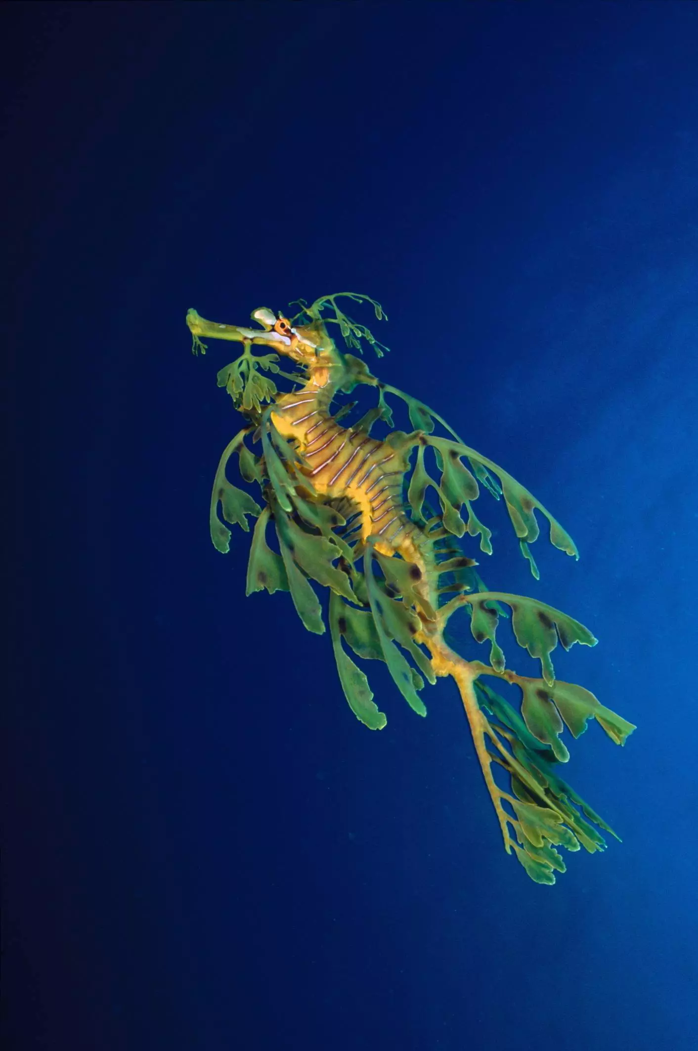 Seadragon / David Hall / ålder fotostock / Getty Images