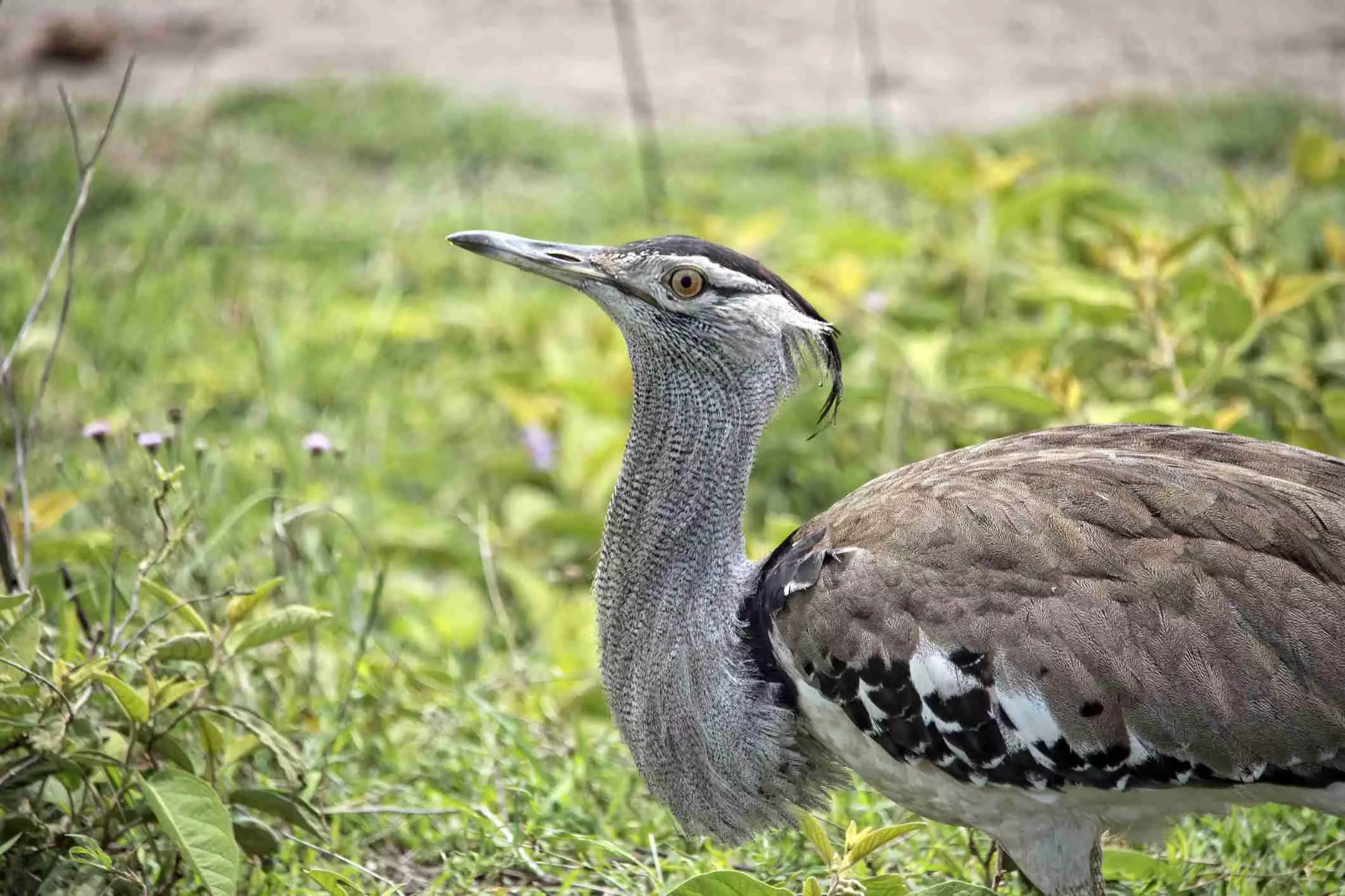 i-kori bustard