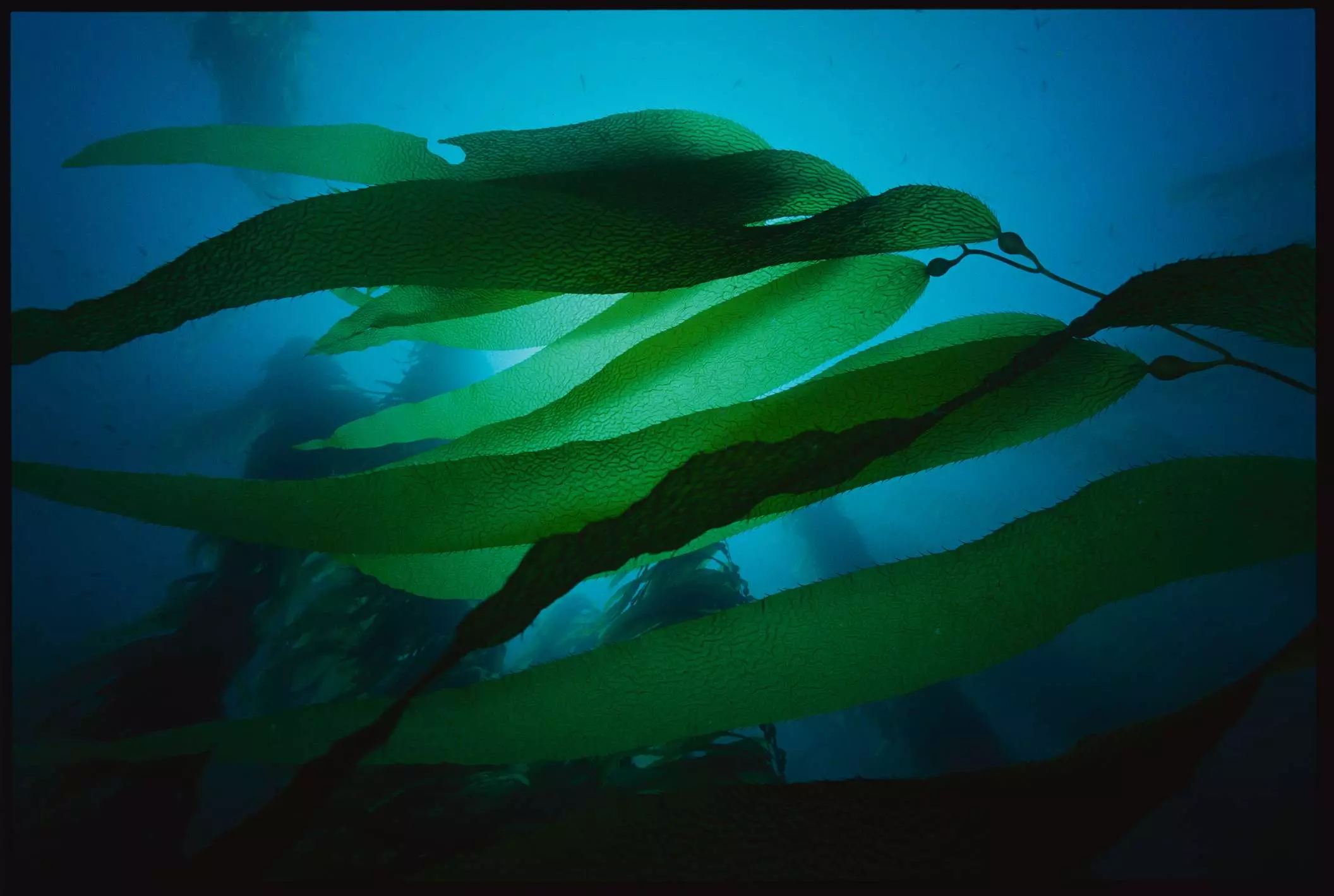 kelp raksasa