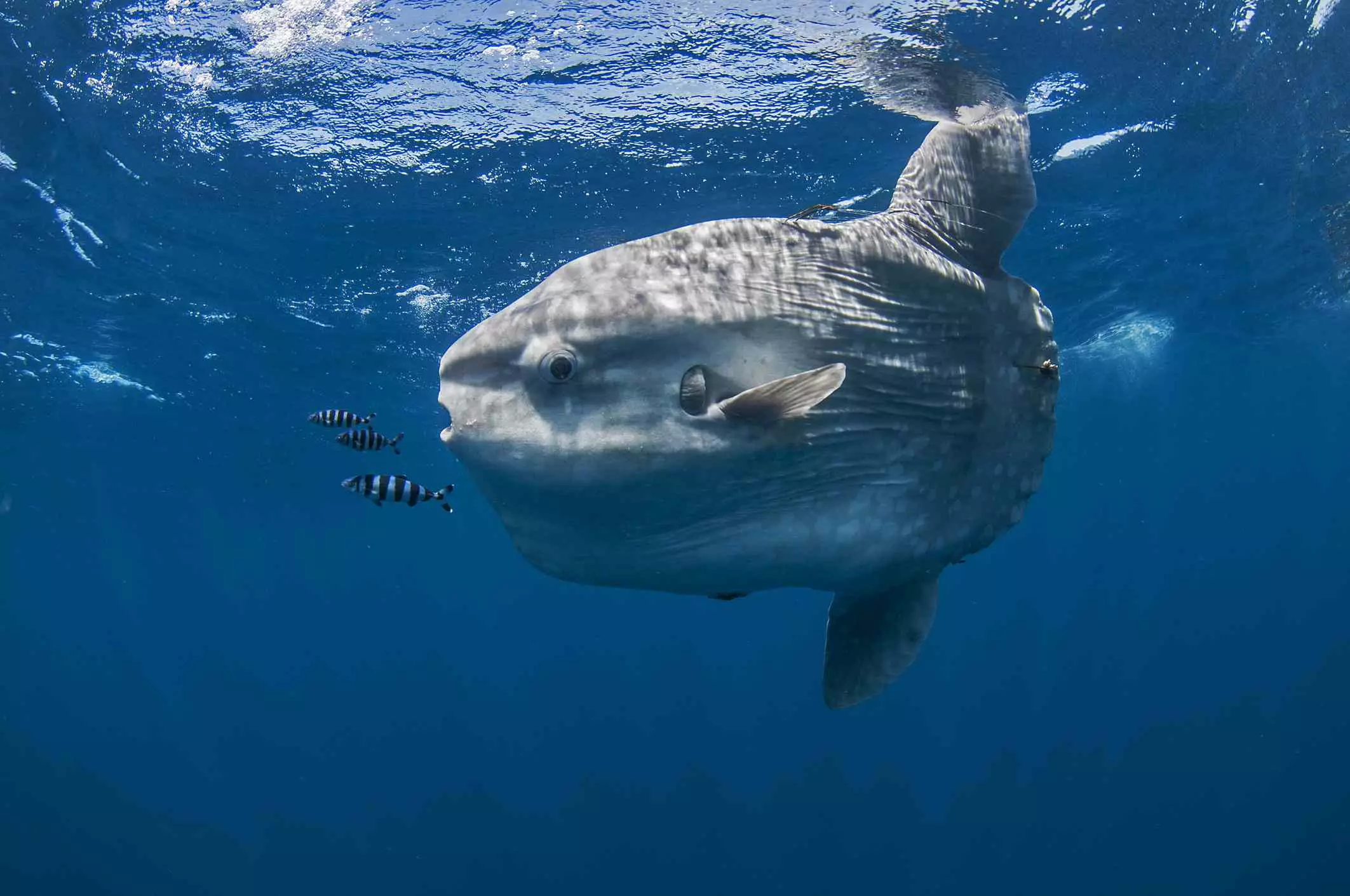 sunfish segara