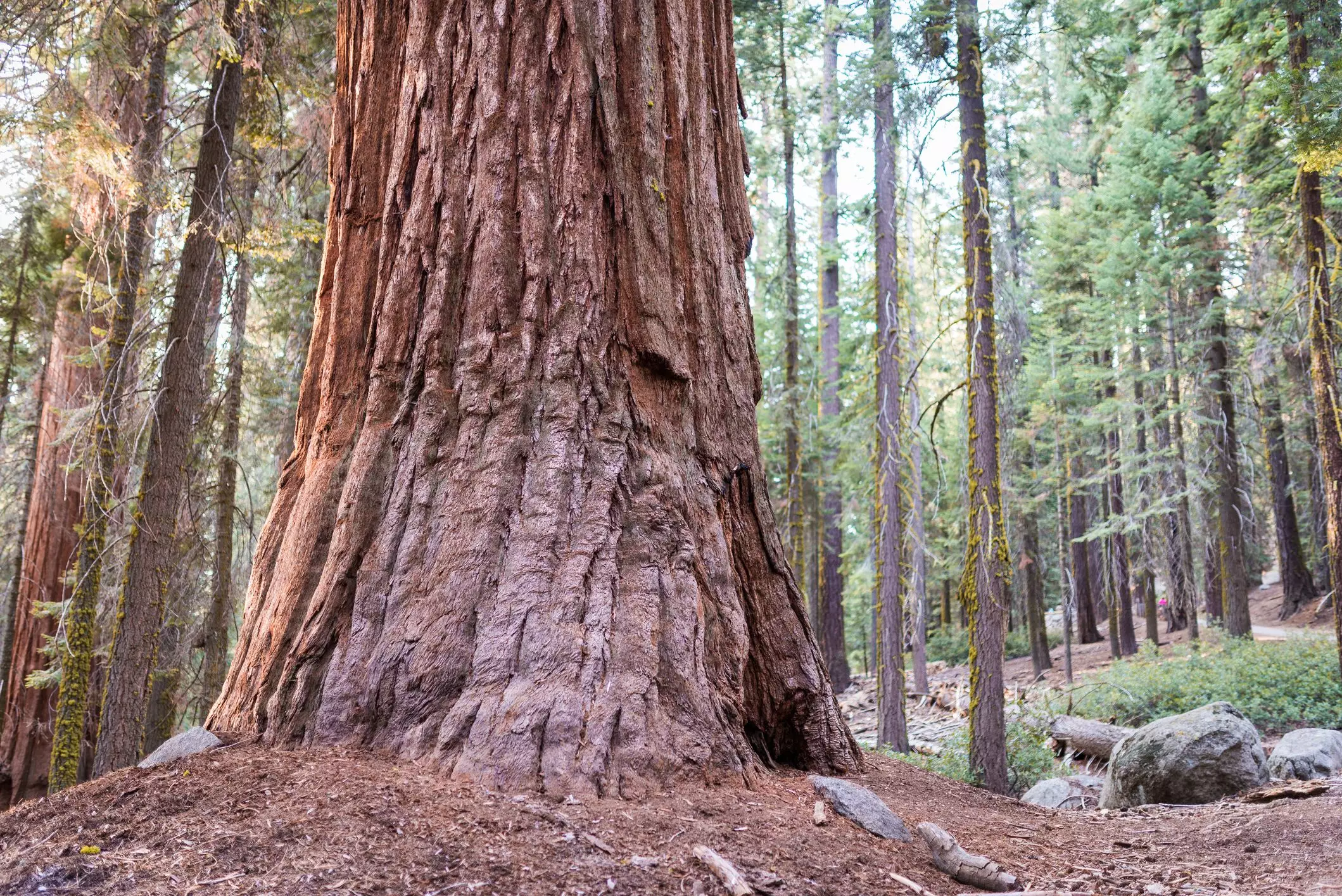 ਵਿਸ਼ਾਲ sequoia