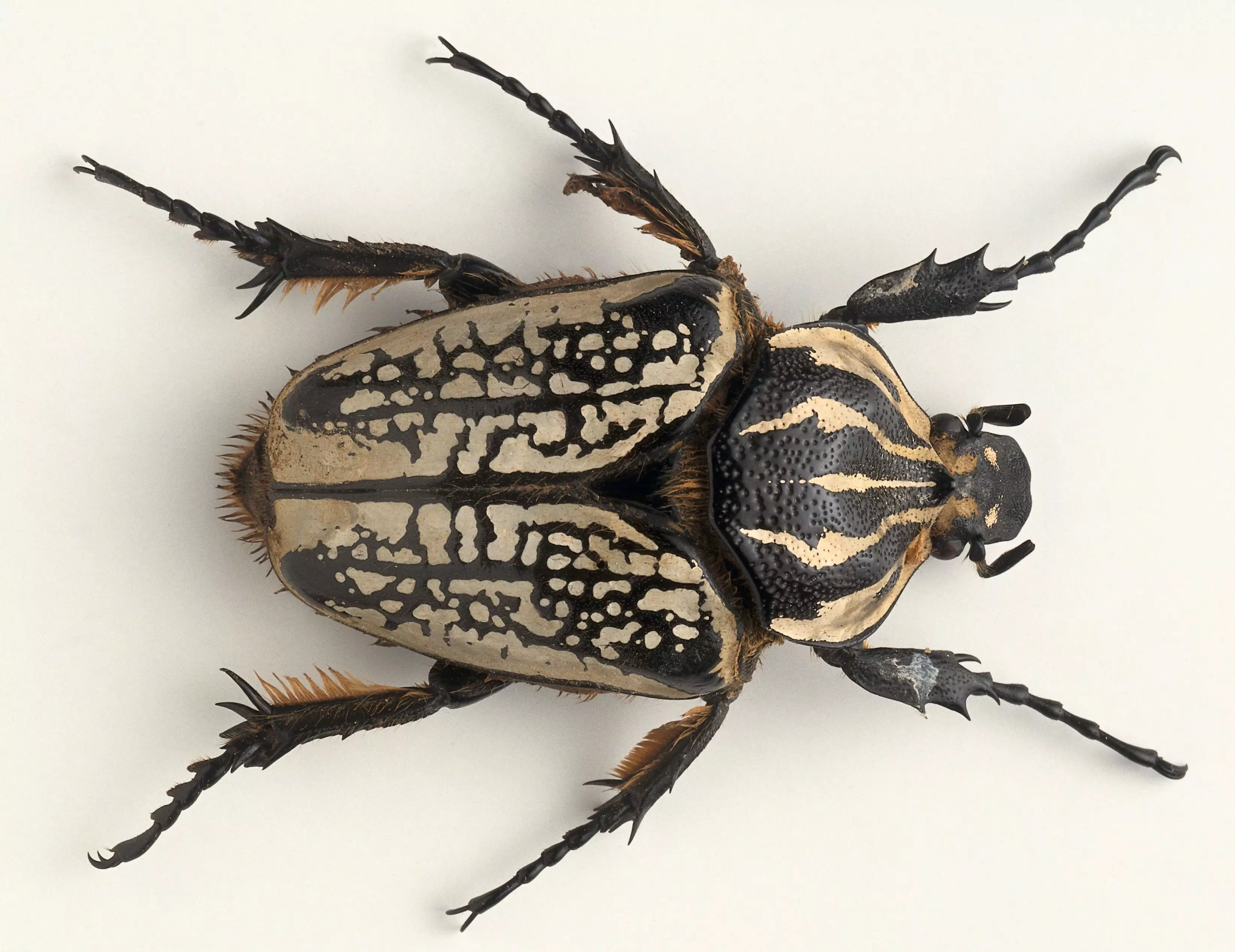 goliath Beetle