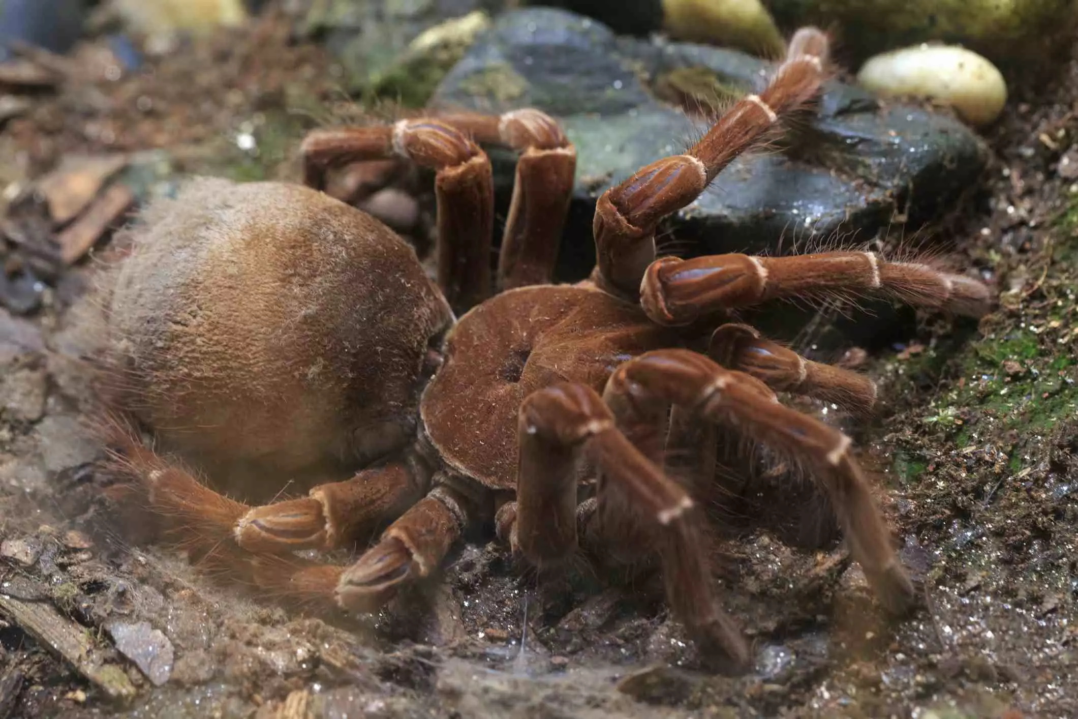 goliath birdeater