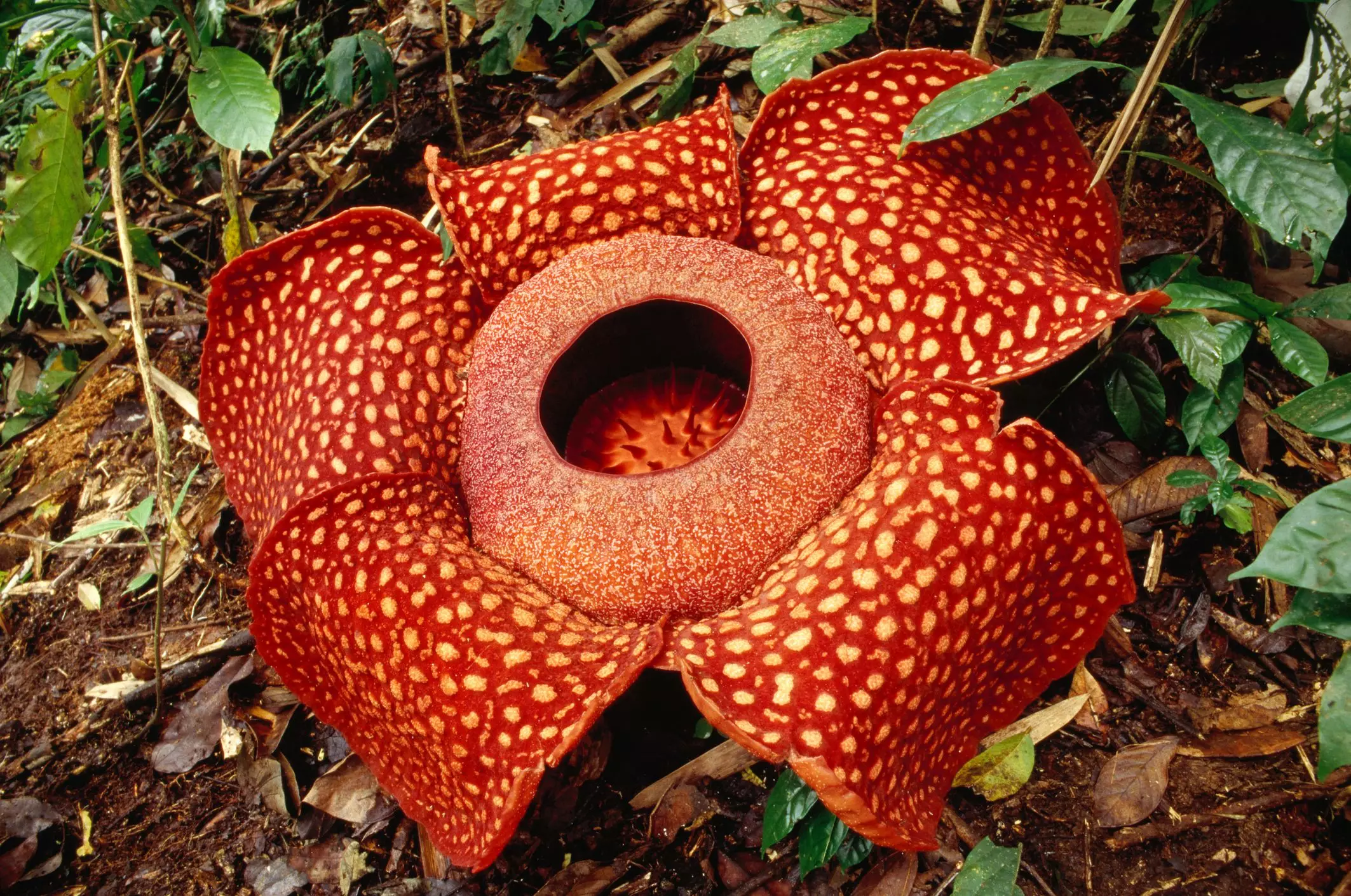 i-rafflesia