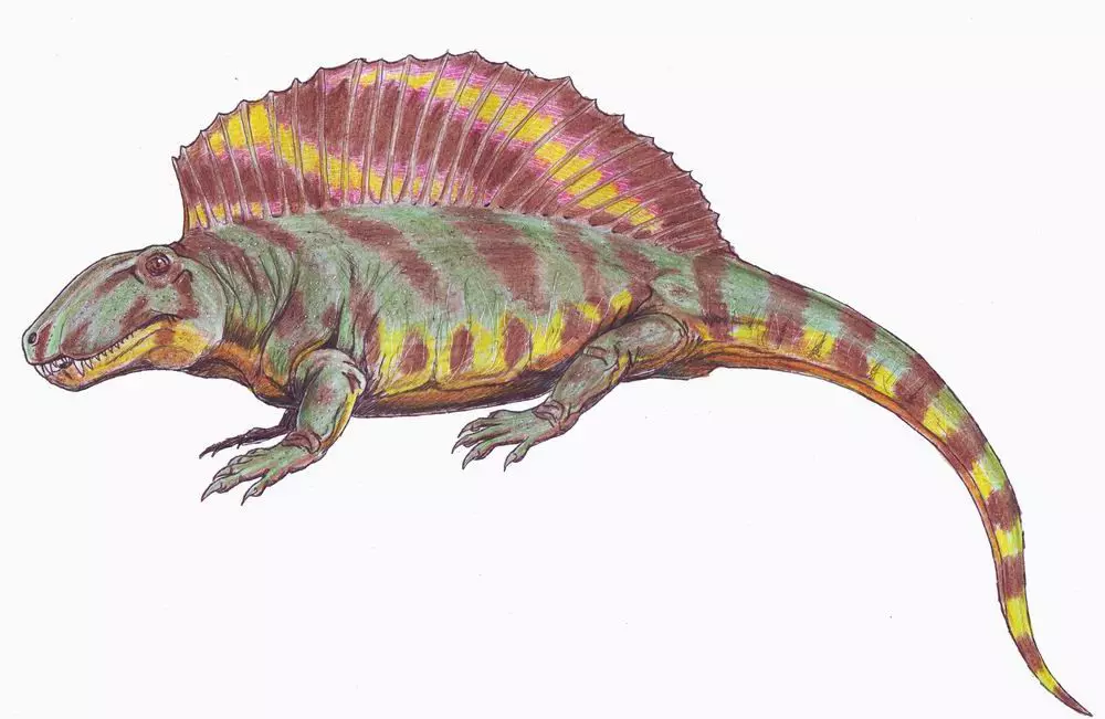 ctenospondylus