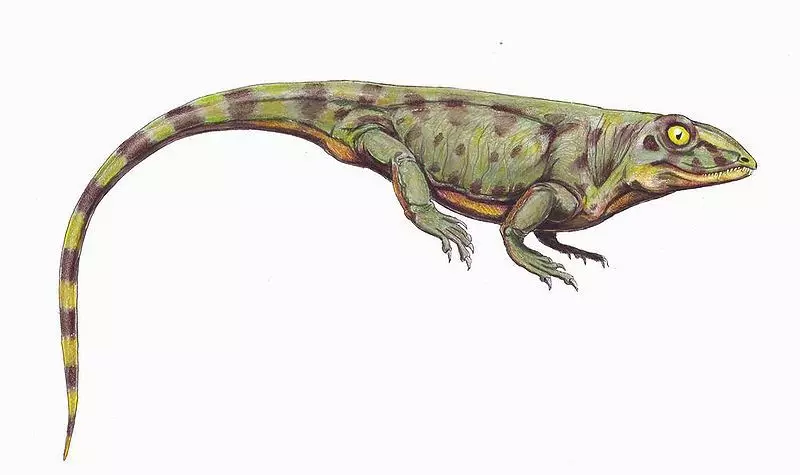 haptodus