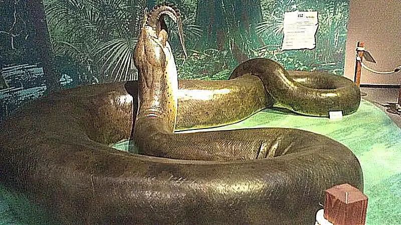 titanoboa