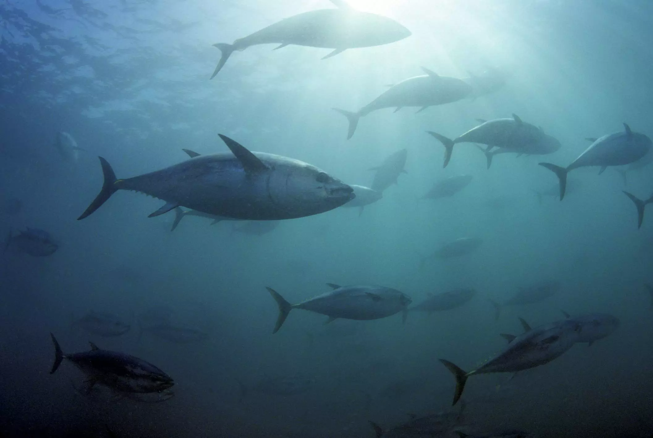 Södra Blåfenad Tonfisk (Thunnus Maccoyii) Cirkel I En Hållande Penna.