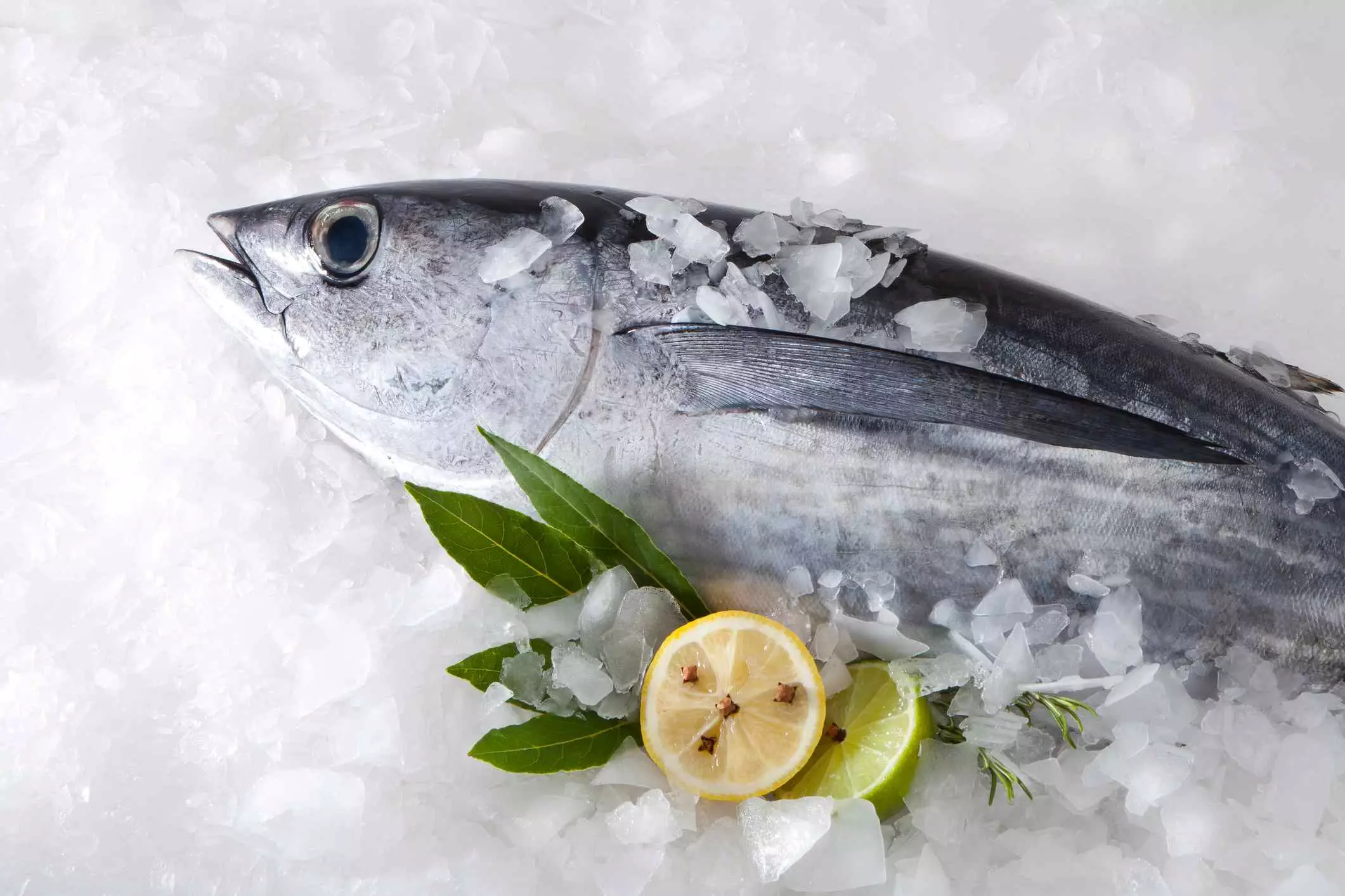 Albacore tonfisk på is