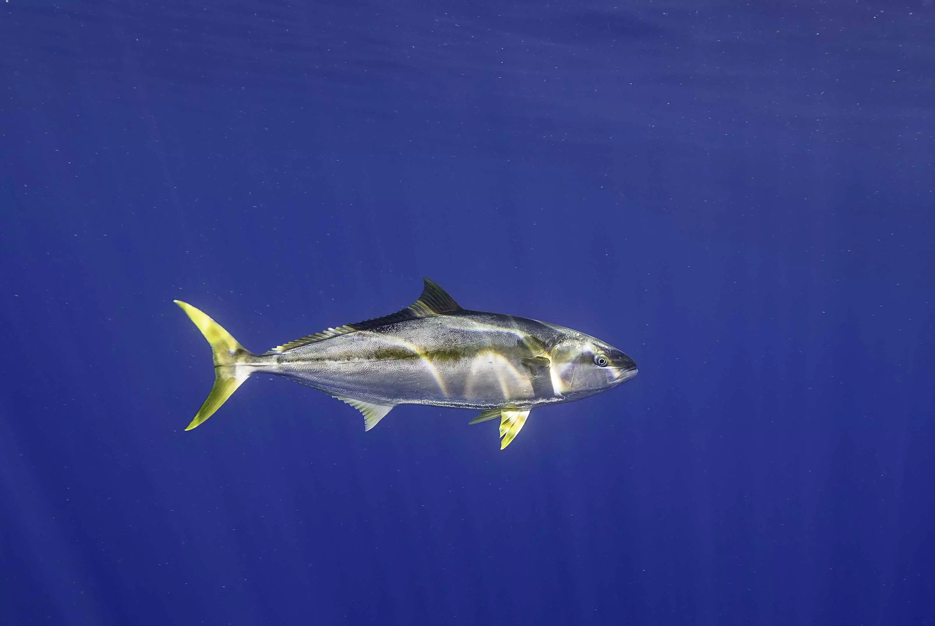 Yellow Tail Tuna sa usa ka asul nga kadagatan sa baybayon sa mexico